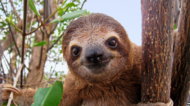 You Can Meet Sloths, Tortoises, Boas, Ferret & More at West Edmonton ...